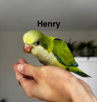 Hand reared Quaker babies for sale in Faversham
